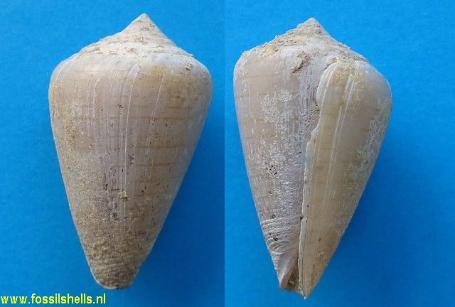 International Fossil Shell Museum - Foundation for the study of shells ...