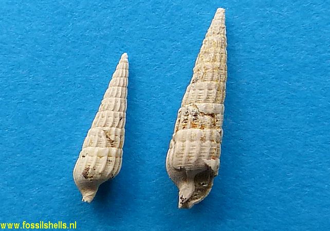 International Fossil Shell Museum - Foundation for the study of shells ...