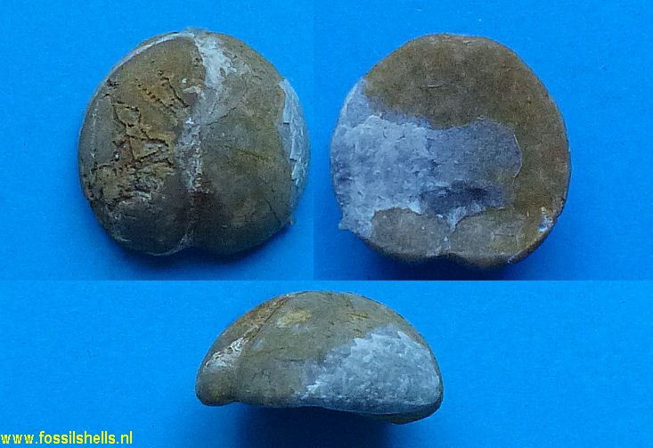 International Fossil Shell Museum - Foundation for the study of shells ...