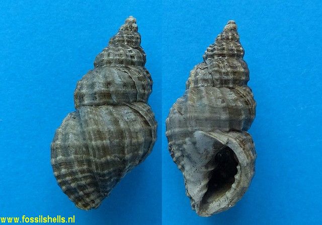 International Fossil Shell Museum - Foundation for the study of shells ...