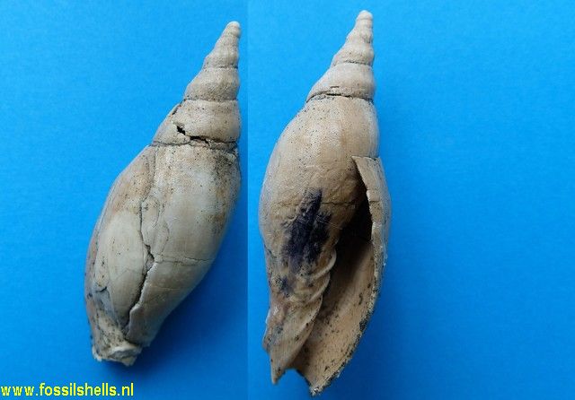 International Fossil Shell Museum - Foundation for the study of shells ...