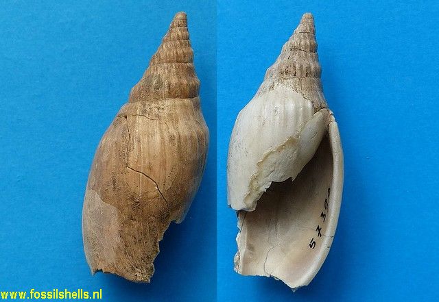 International Fossil Shell Museum - Foundation for the study of shells ...