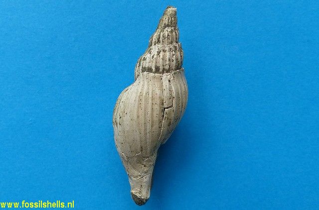 International Fossil Shell Museum - Foundation for the study of shells ...