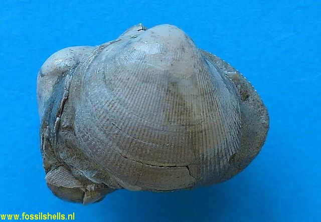 International Fossil Shell Museum - Foundation for the study of shells ...
