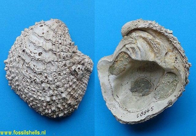 International Fossil Shell Museum - Foundation for the study of shells ...