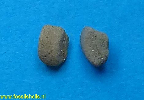 International Fossil Shell Museum - Foundation for the study of shells ...
