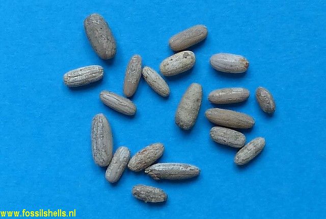 International Fossil Shell Museum - Foundation for the study of shells ...