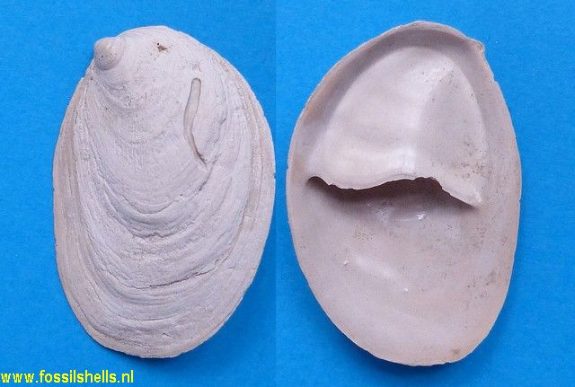 International Fossil Shell Museum - Foundation for the study of shells ...