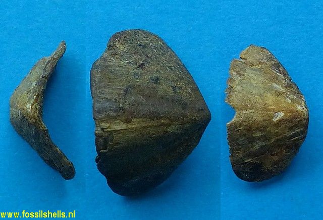 International Fossil Shell Museum - Foundation for the study of shells ...